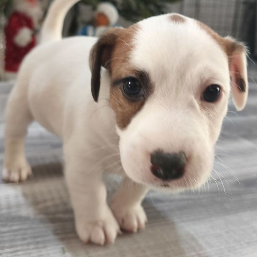 Джек-рассел-терьер, щенок