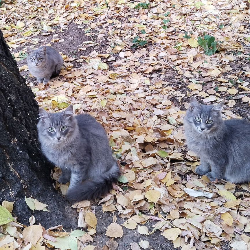 Котята на улице