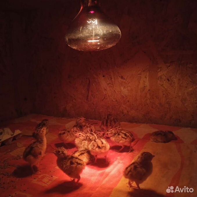 Фазанята охотничье