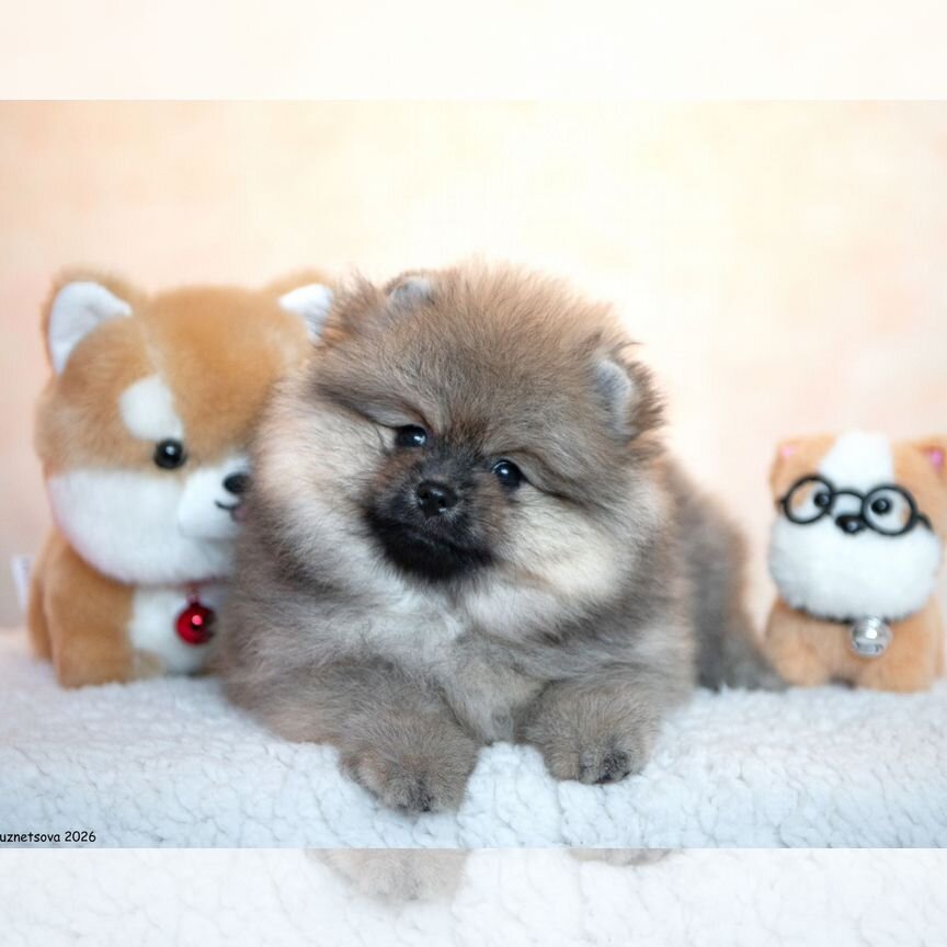 Померанский шпиц, щенок