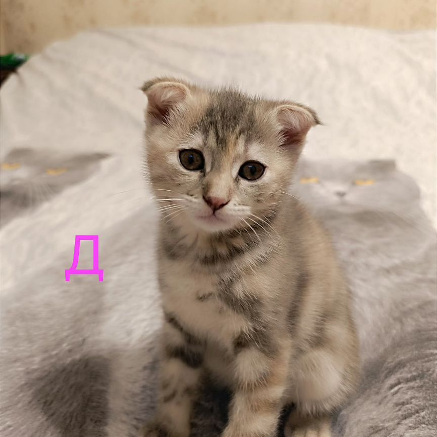 Шотландская