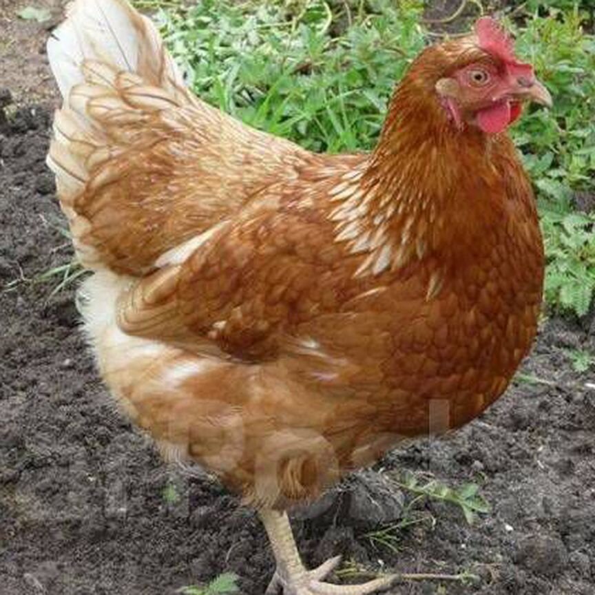 Куры несушки