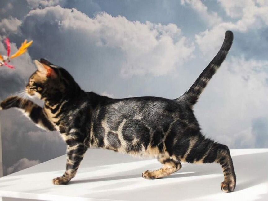 Шикарный кот уголь браун (угольное золото)