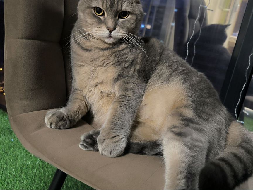 Котик в добрые руки