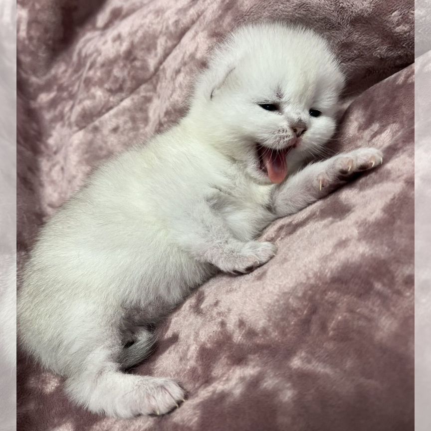 Британский короткошёрстный котёнок