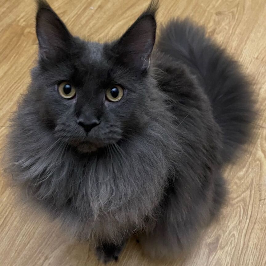 Мейн-кун котёнок