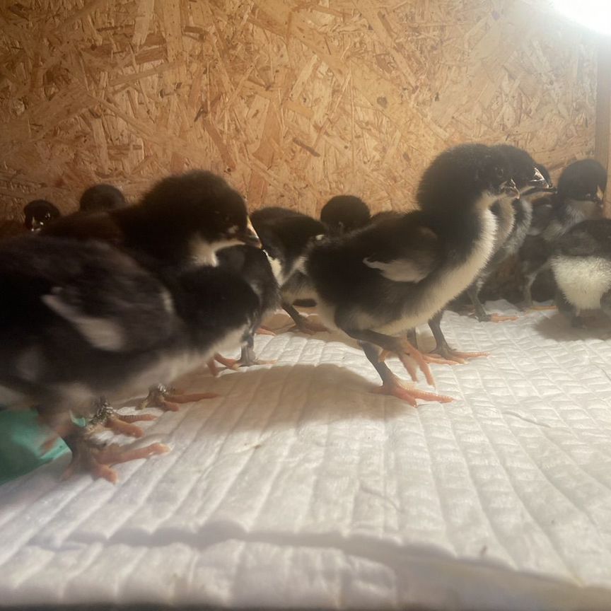 Цыпленок маран черно медный