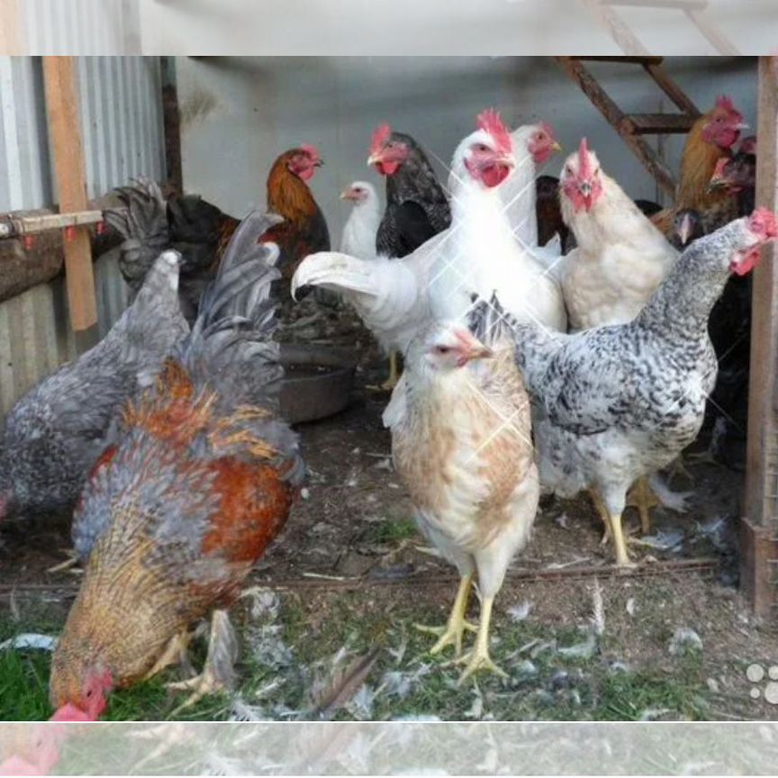 Домашние петушки, молодые