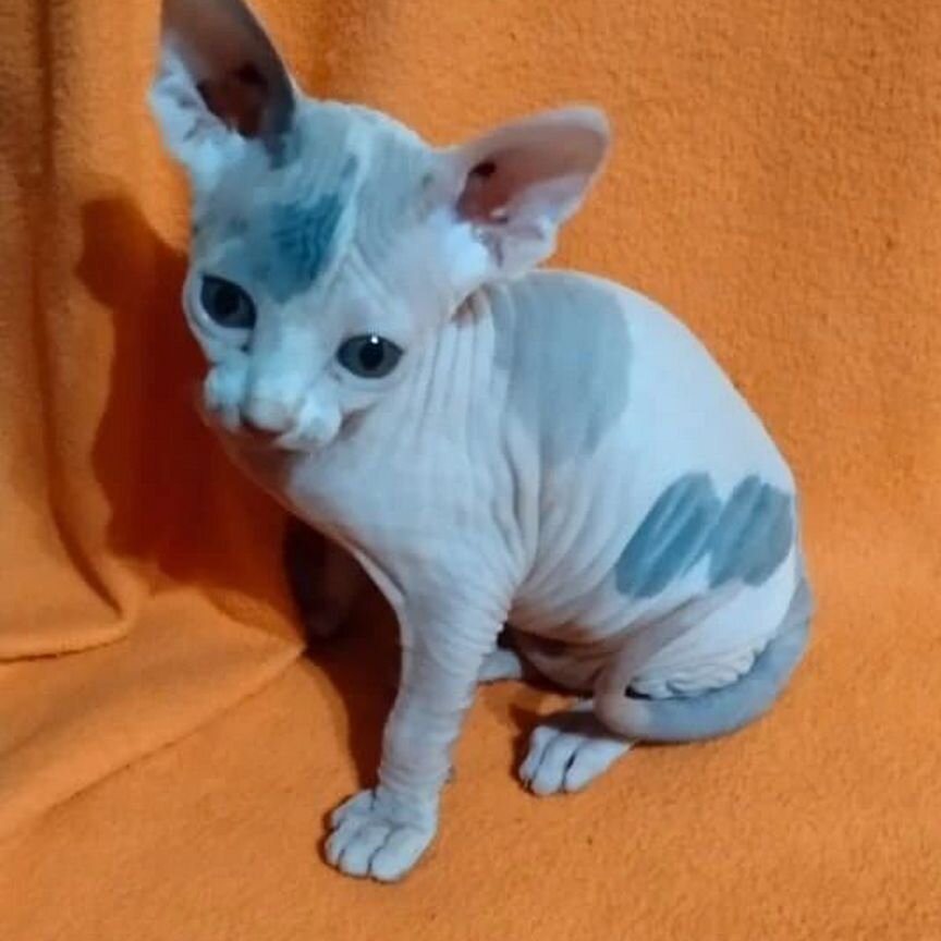 Канадский сфинкс котёнок