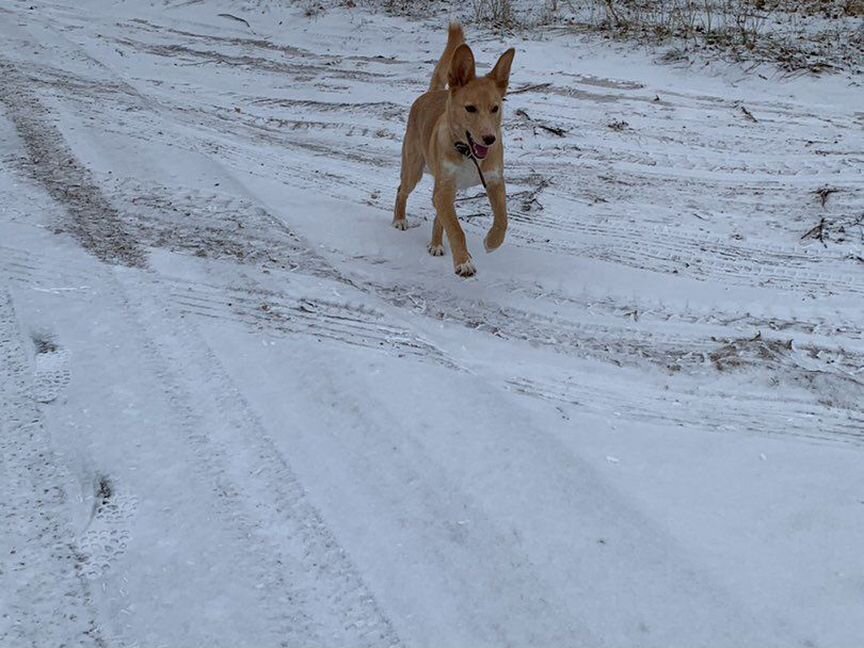Ищет дом красотка Лэсси (стерил., обраб.) 8 мес