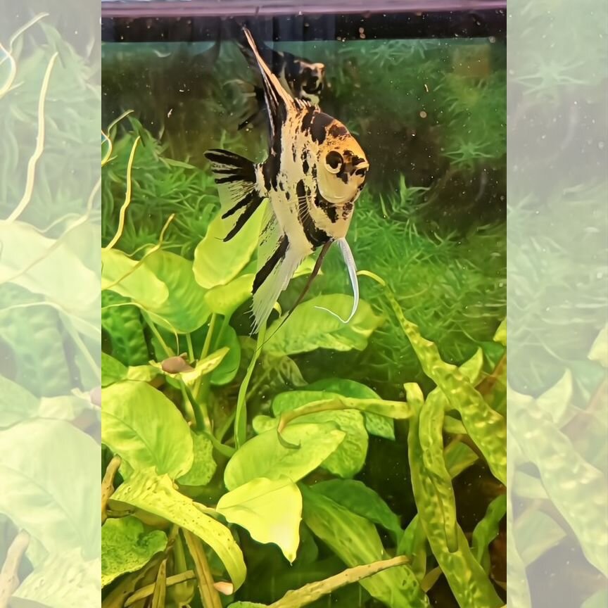 Скалярии мраморные