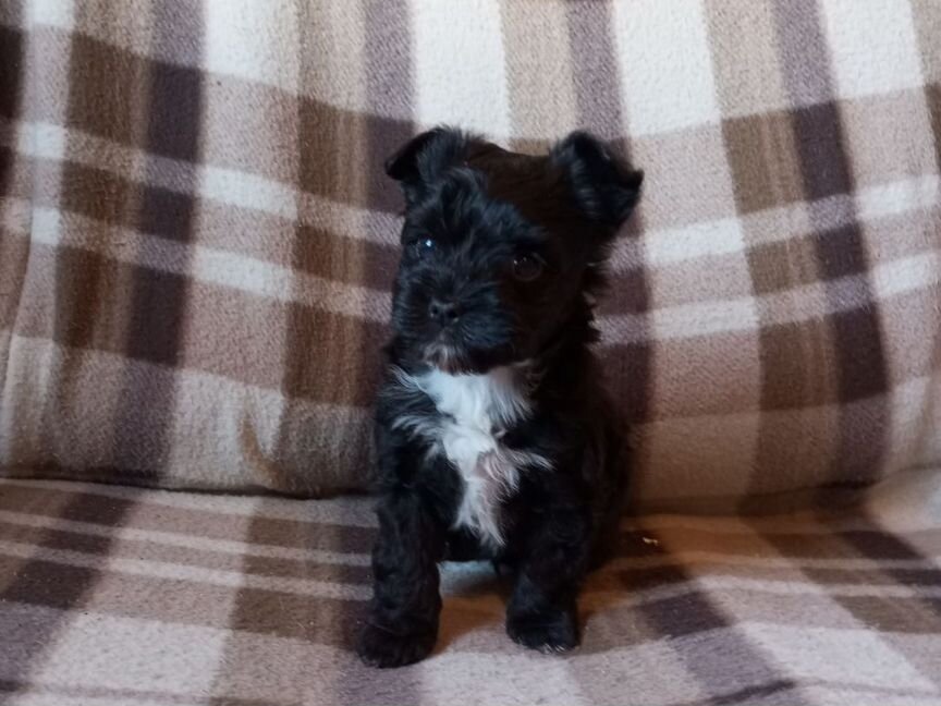 Йоркширский терьер щенки