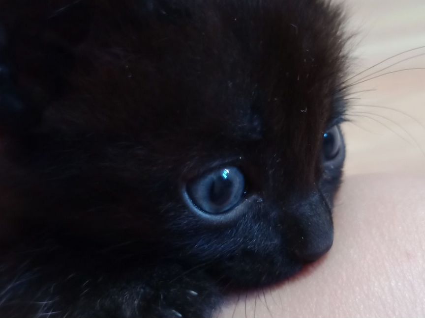 Кошечка