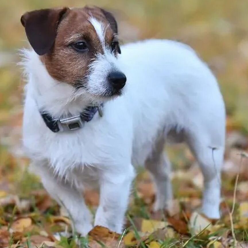 Джек-рассел-терьер, взрослый пёс