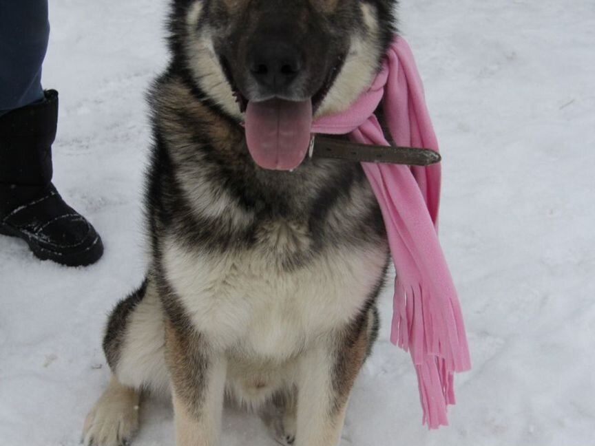 Собака в добрые руки, добрый молодой пес