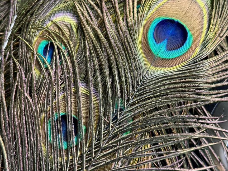 Перо павлина
