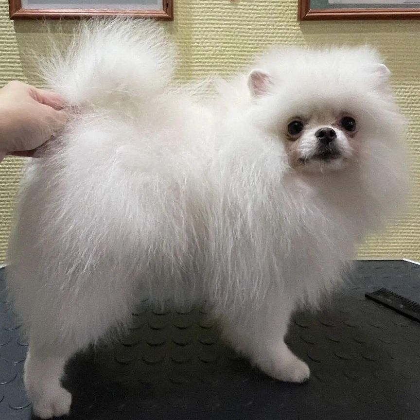 Немецкий шпиц, щенок