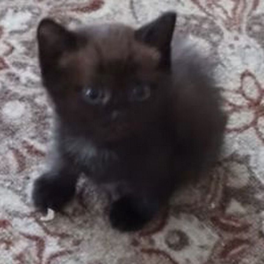 Котенок