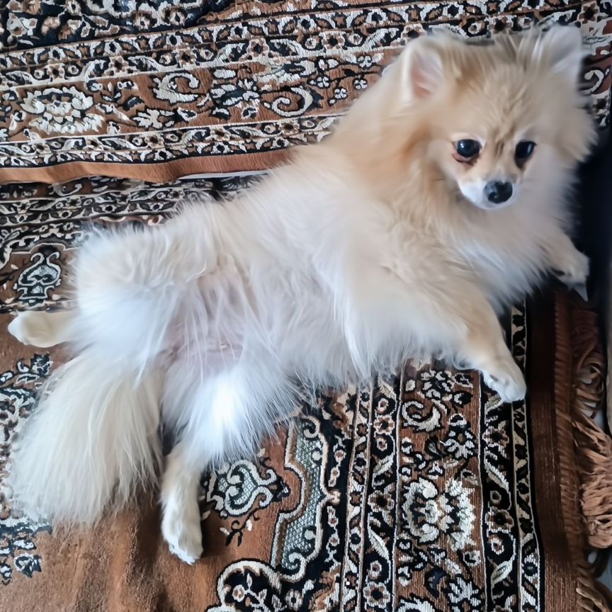 Померанский шпиц, взрослая собака