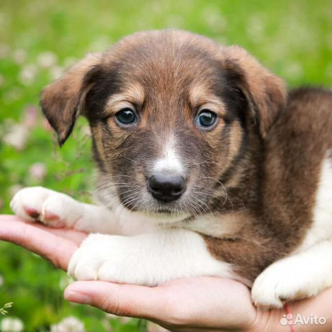 Шоколадный щеночек