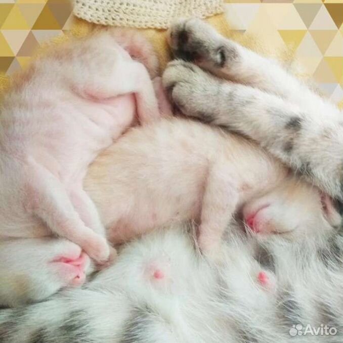 Котята Сладкие персики