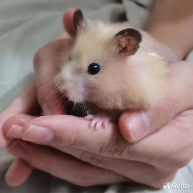 Сирийские хомячки