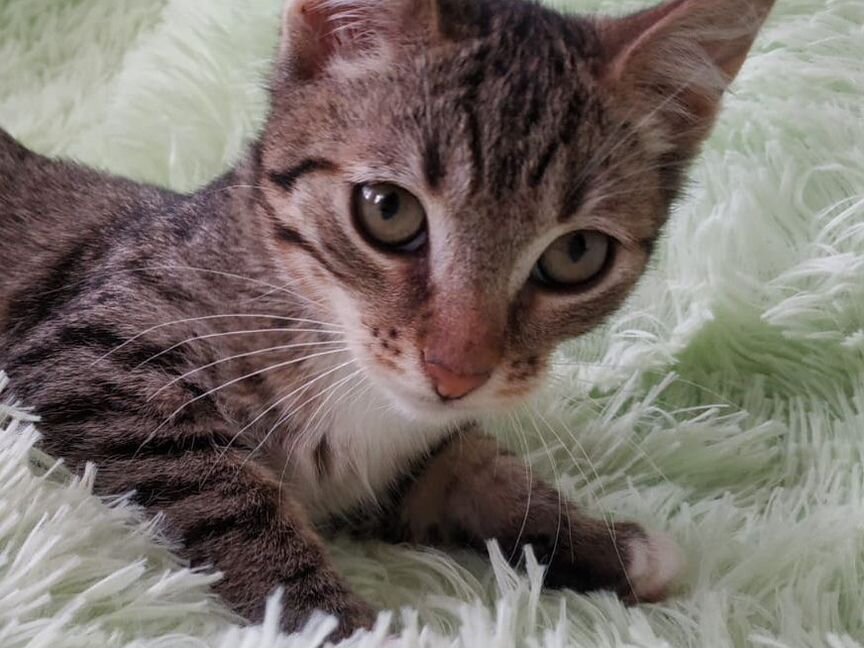 Котёнок, девочка, в добрые руки