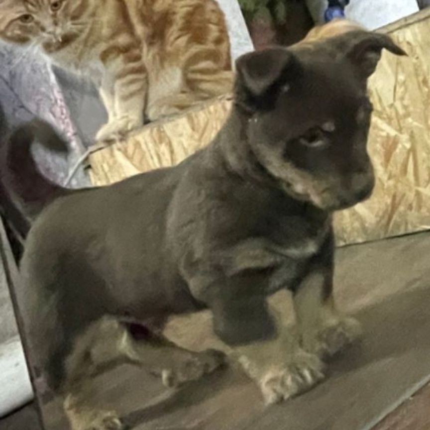 Щенок в добрые руки