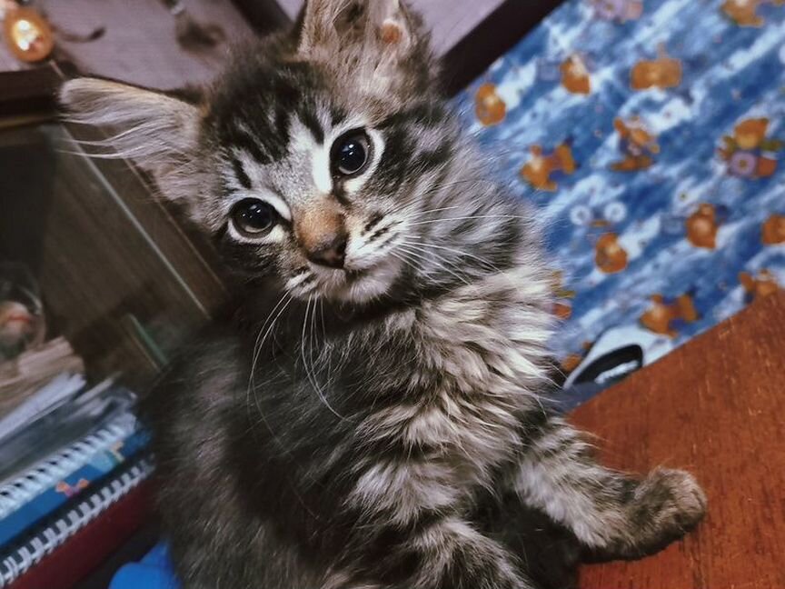 Котята в добрые руки бесплатно