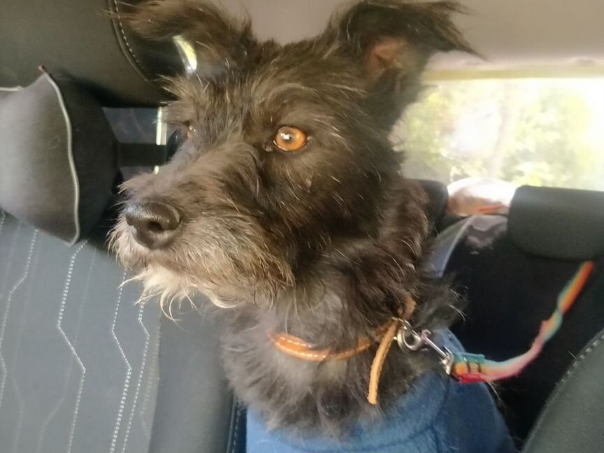 Маленькая собака нужна передержка/дом