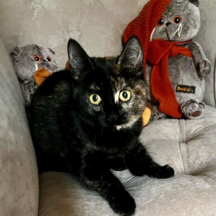 Котенок