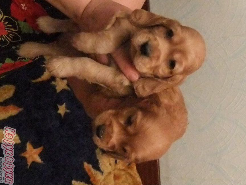 Милые чудесные щенки английского кокер спаниеля