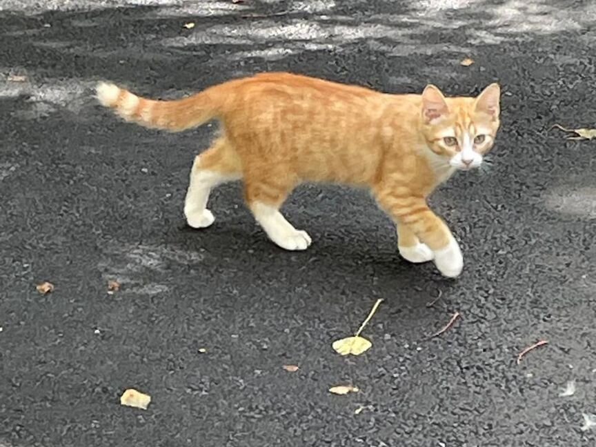 Рыжий котенок в добрые руки