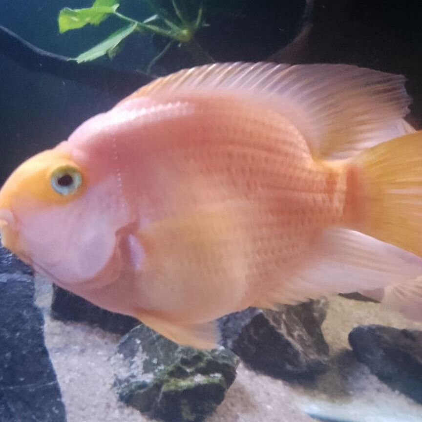 Рыба попугай трехгибридный