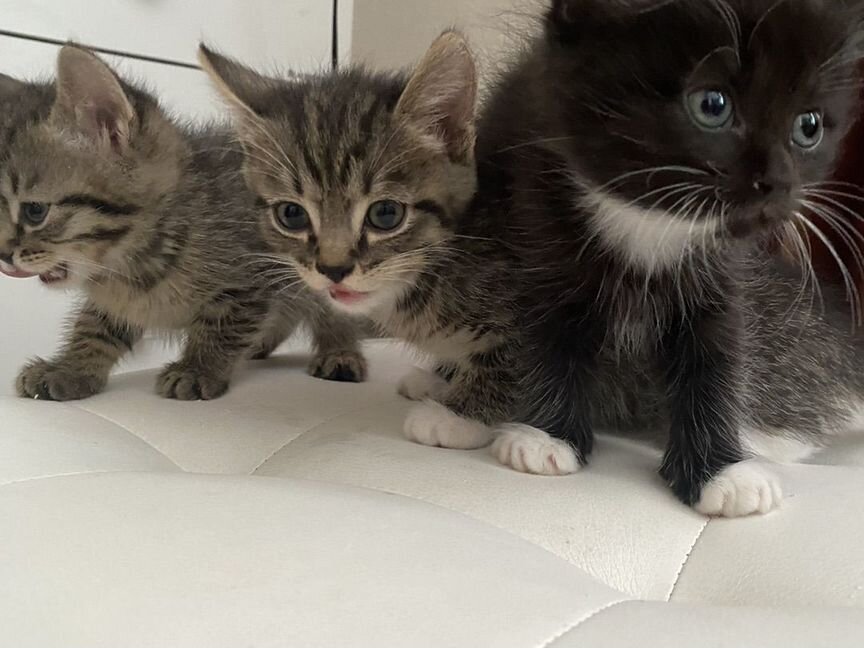 Котятки ищут заботливую семью
