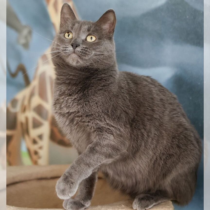 Взрослая, кошка в добрые руки