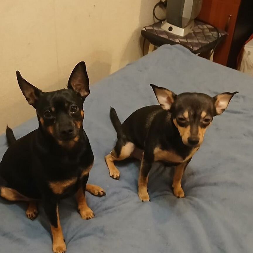 Той-терьер щенки