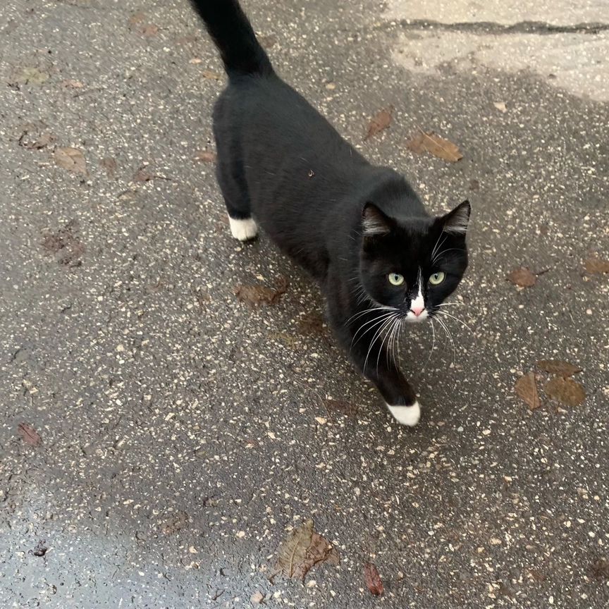 Котики в добрые руки