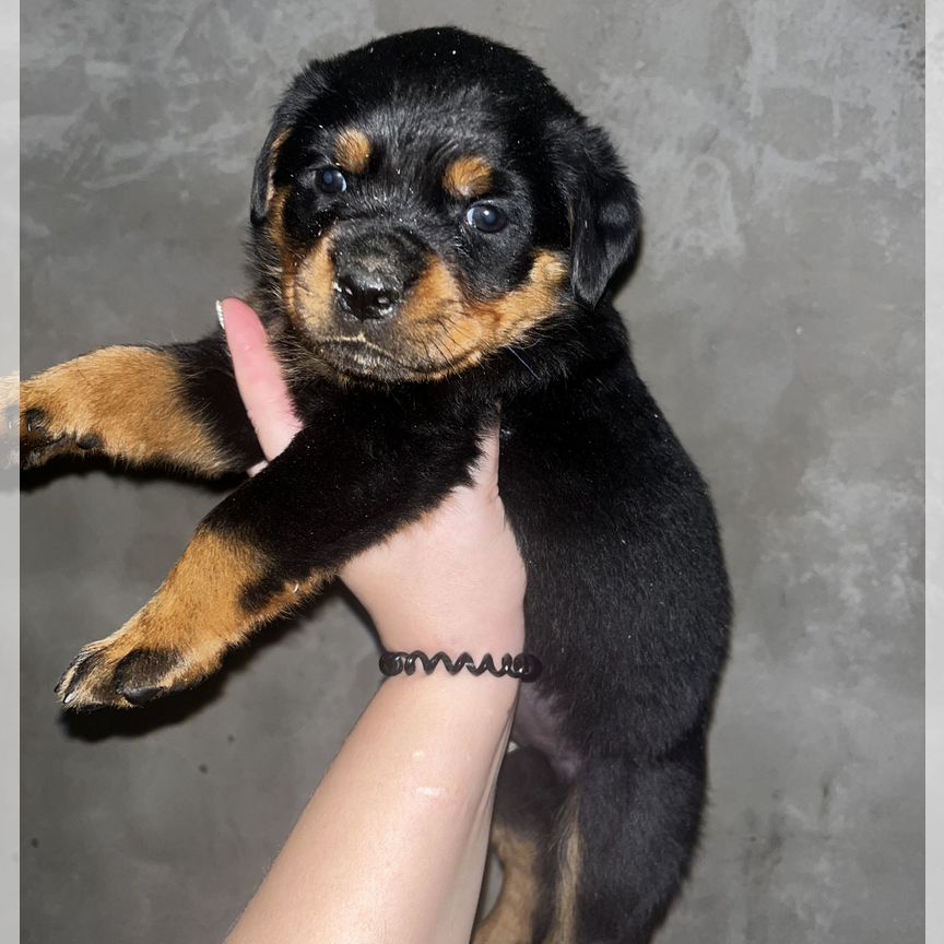 Ротвейлер, щенок