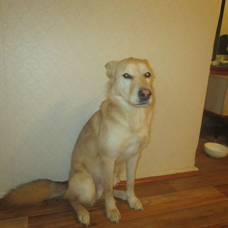 Взрослый пёс в добрые руки