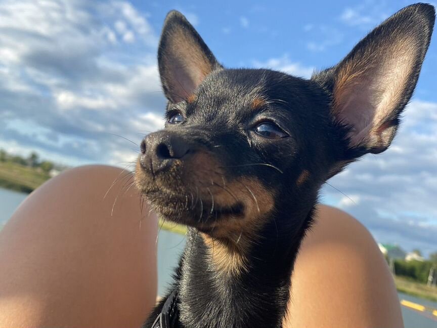 Мини той-терьер вязка