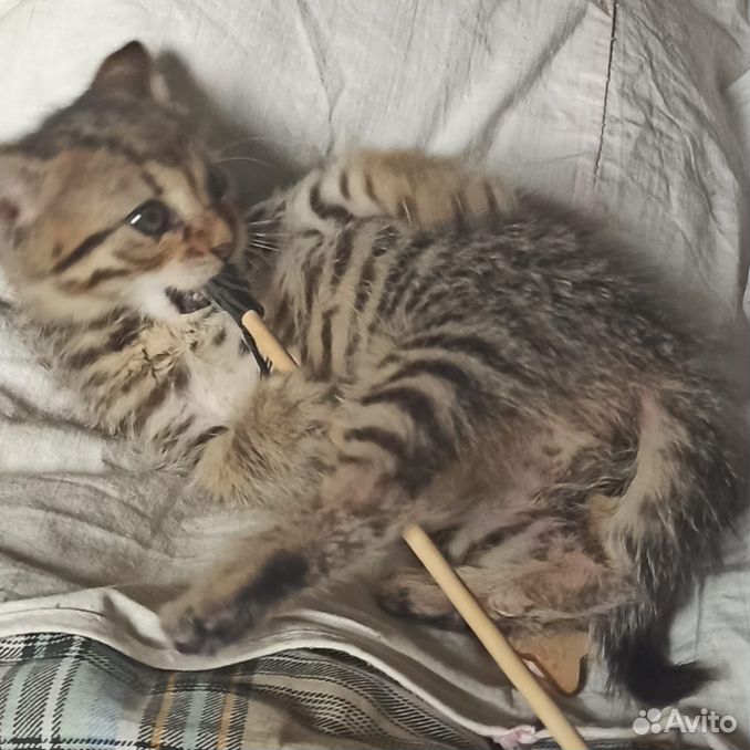 Милый котик ищет теплый и уютный дом