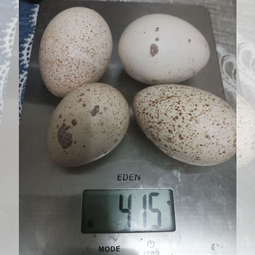 Инкубационное яйцо индейки