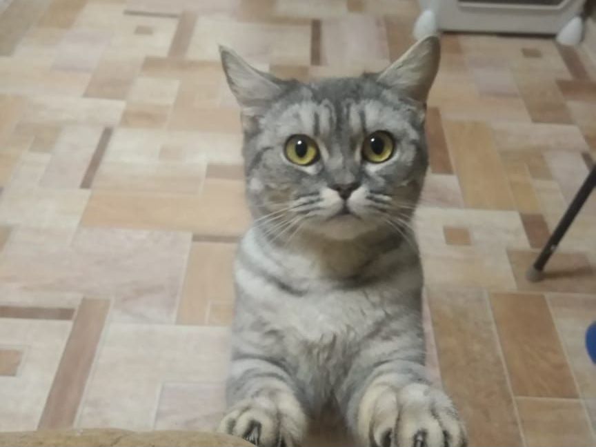 Шотландская