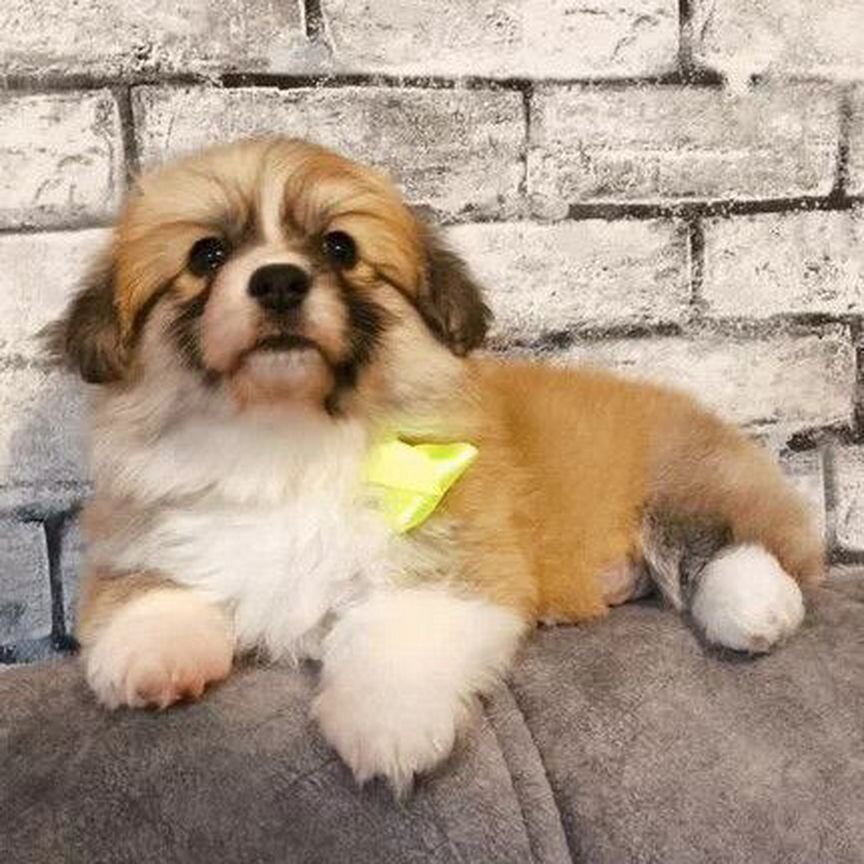 Щенки Вельш-корги пемброк