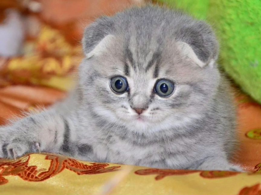 Шикарные Вислоушки) окрас Табби