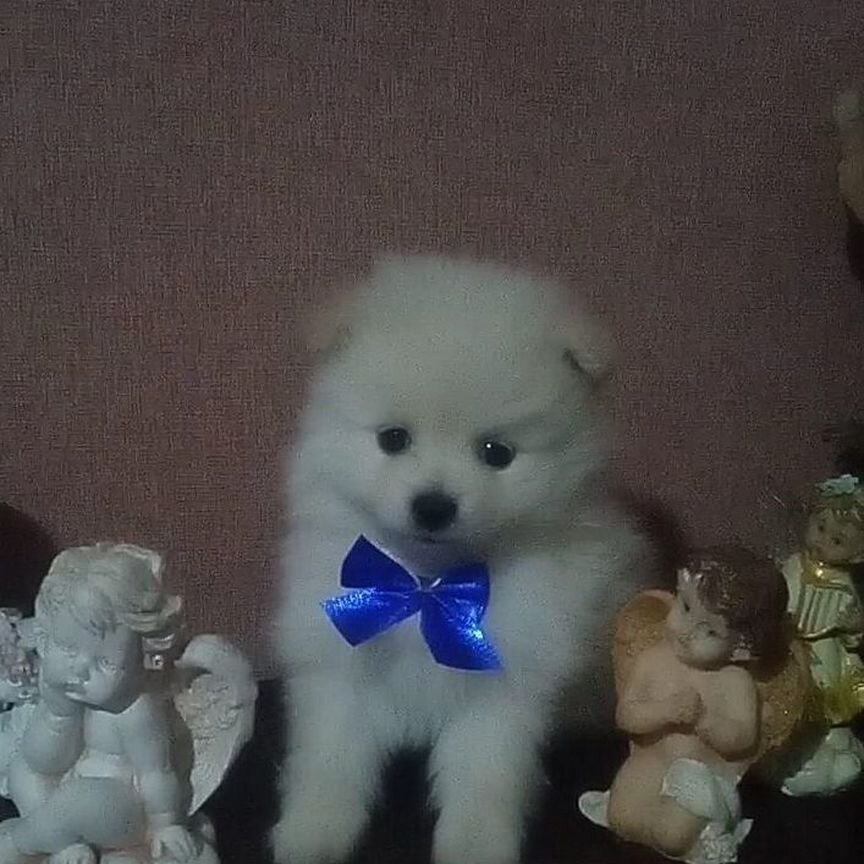 Малютка-шпиц