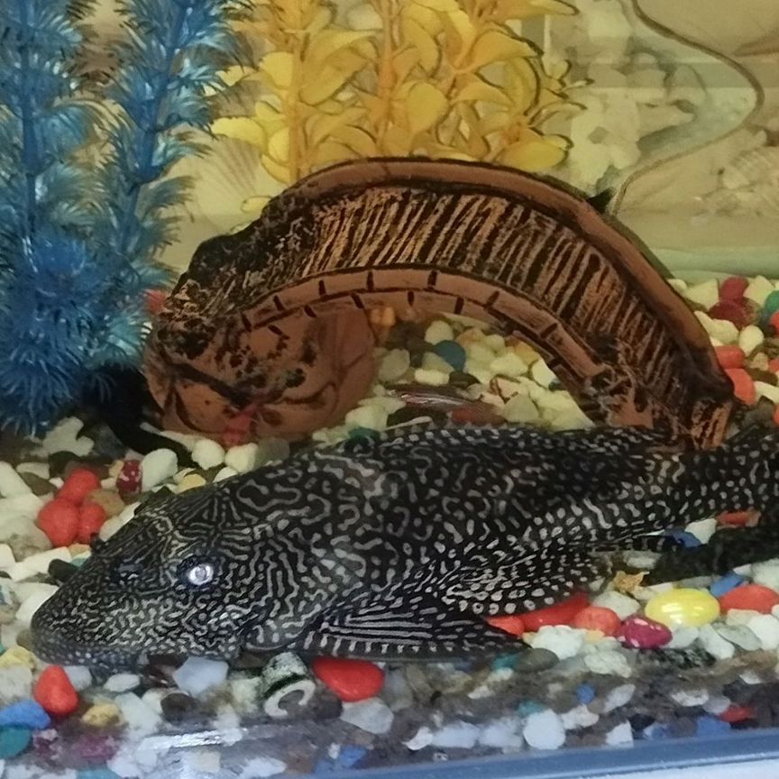 Продам сомика