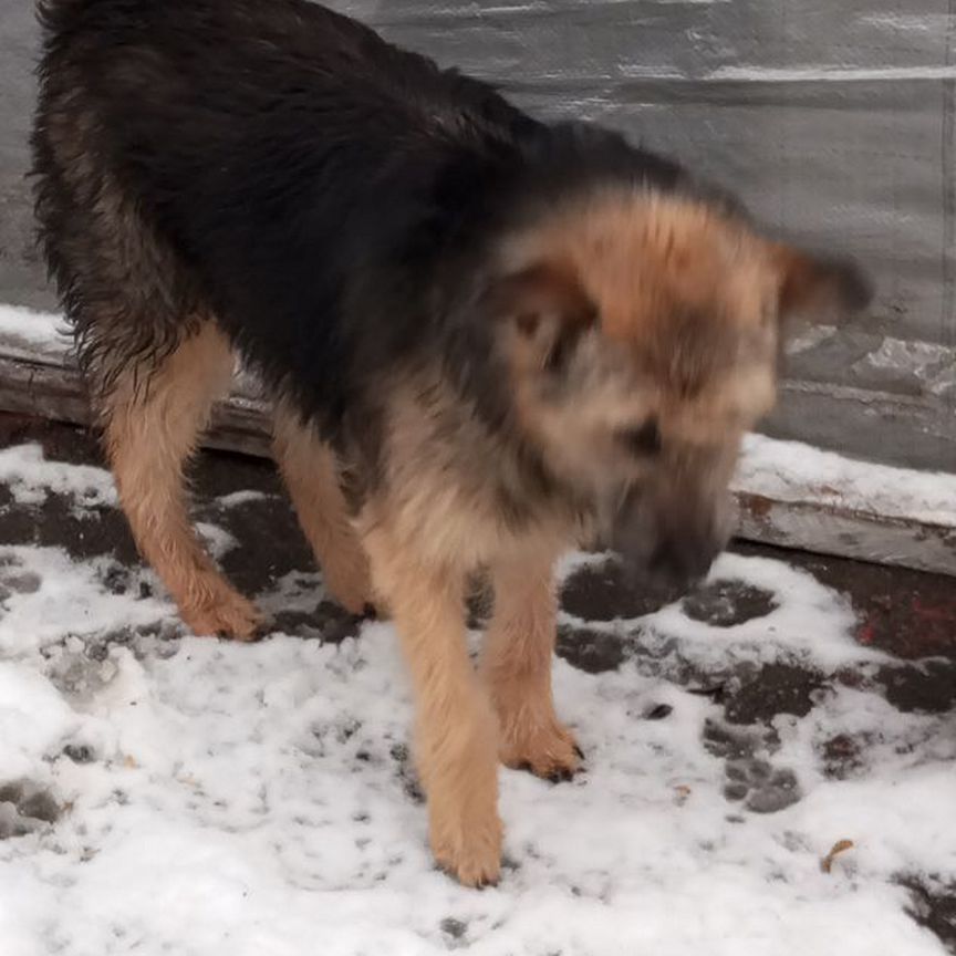 Отдам в добрые руки, девочка, стерилизована, 9 мес