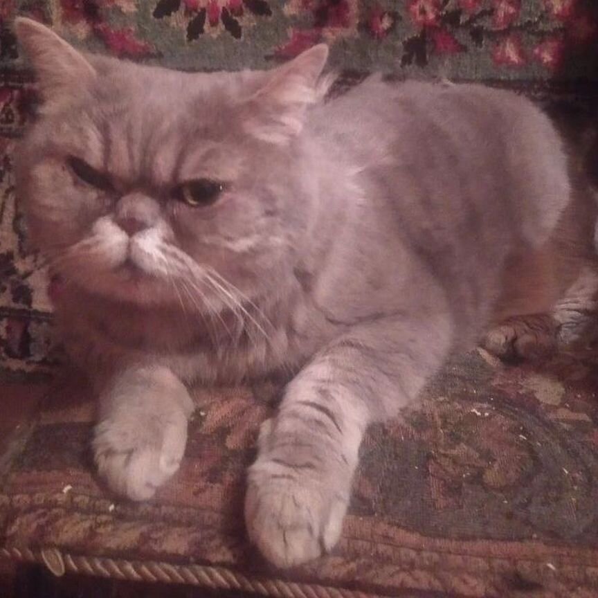 Британская короткошёрстная, взрослая кошка